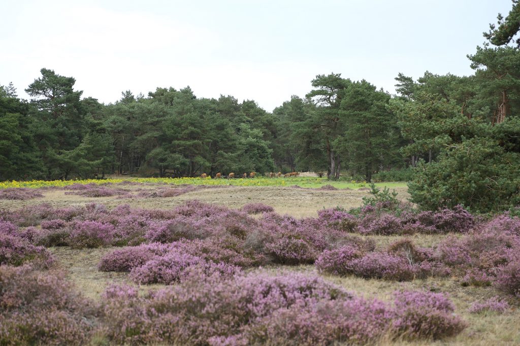 Guide To Exploring The Breathtaking Nature of Nationaal Park De Hoge ...